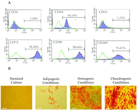 The Results Of Immunophenotyping And Multipotency Assay Of Population