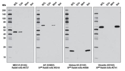 Western Blot ，你不可不知的小细节 公司新闻 美国cst中国公司 丁香通商铺