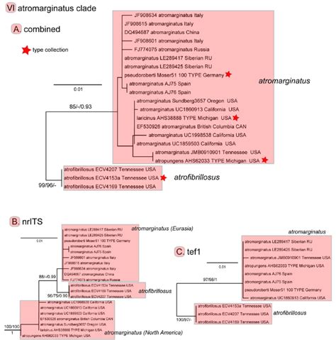Detail Of The Best Trees From The ML Analyses Of The Combined A Download Scientific Diagram