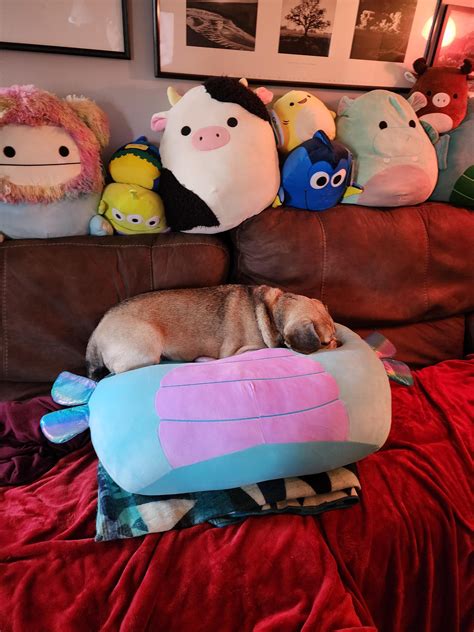 I Got Dexter His Own Squishmallow He Kept Stealing Mine Rpuggle