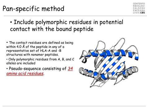 Ppt Mhc Binding And Mhc Polymorphism Powerpoint Presentation Free Download Id4273052