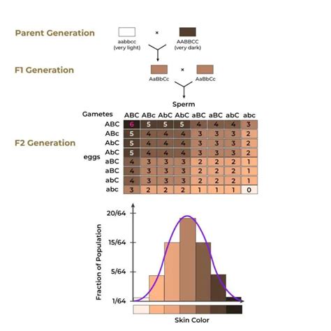 Polygenic Inheritance Quantitative Inheritance Characteristics