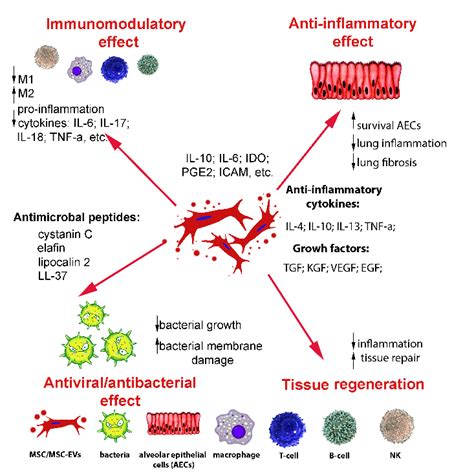Molecules Released By Msc Evs The Msc Evs Contain Cytokines Growth Download Scientific