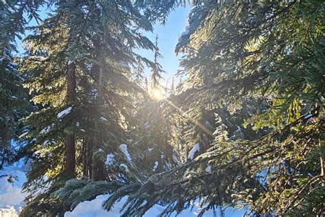 Buy Snowshoe Through Vancouvers Winter Wonderland Tickets On Funex