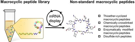 Recent Advances In Non‐standard Macrocyclic Peptide Ligand Discovery