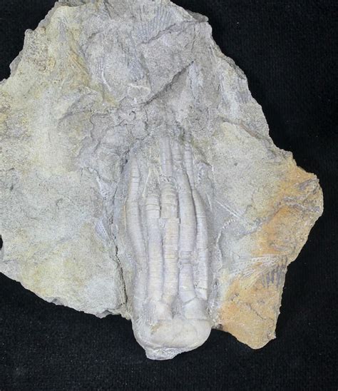 Phanocrinus Crinoid From Alabama 20736 For Sale