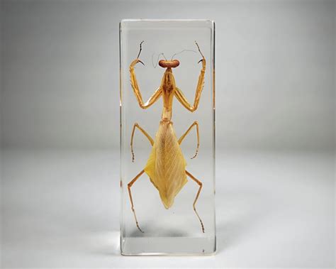 Chinese Praying Mantis In Resin Insects In Lucite Oddities For Sale