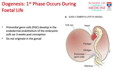 Flashcards Week 46 Concerns During Pregnancy Oogenesis And Follicular Development Quizlet