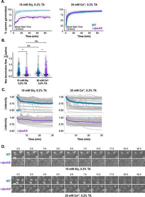 single spore analysis of the individual roles of ca 2 and gly during