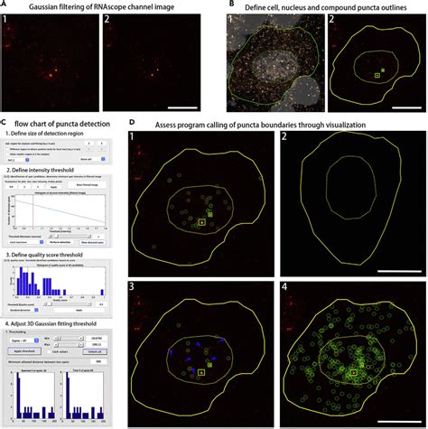 Quantification Of Discrete Mrna Puncta In Drg Neurons Using Fish Quant Download Scientific