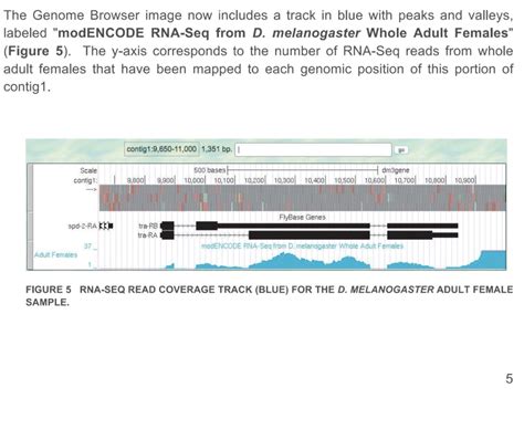 how do the peaks in the rna seq read coverage track relate to mrna