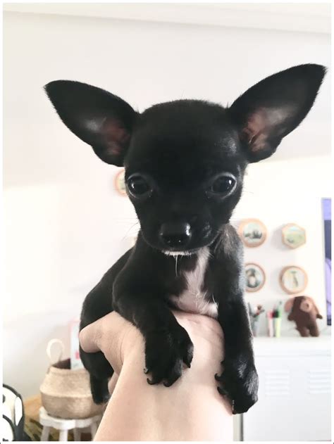 Adorable Teacup Chihuahua Puppies
