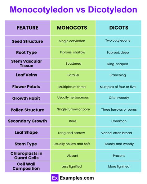 What Is The Difference Between Monocot And Dicot With Exlensis