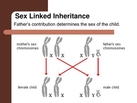 Ppt Genetic Control Of Growth And Maturation Powerpoint Presentation Id5776167