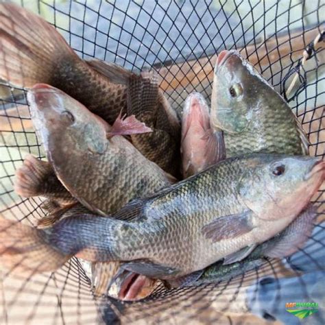 Farinha De Peixe Em Ibiúna Sp à Venda Compre Direto Do Vendedor 308000