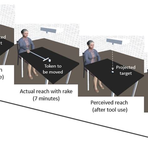 The Sequential Phases Of The Experimental Procedure With From Left To