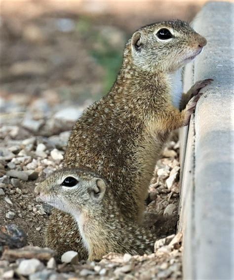Spotted Ground Squirrel