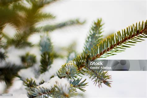 스프루 스 트리 흰 눈의 분기입니다 서 리에 겨울 스프루 스 트리입니다 서 리 서 리와가 문 비 나무의 가지에 눈의 레이어 새 해 클로즈업 눈에서 침 엽 수 나무의 전나무