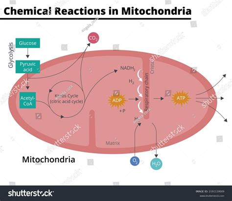 Mitochondria Diagram In A Cell