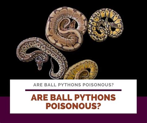 Are Ball Pythons Poisonous Youre Wrong About This