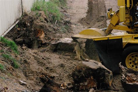 Stump Grinding And Removal Stump Removal Arboreal Tree Care