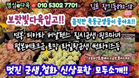 명심e다육오늘은 보랏빛군생다육이 주인공 신상들포함인기품종 고급창선물증정연봉 티아라 버날렌스 라일락 핑크마녀등 Youtube