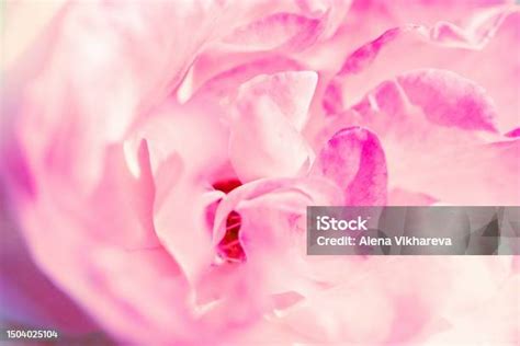 장미가 있는 섬세한 배경 파스텔 배경 차분한 색상 텍스트를 삽입할 위치입니다 카드 및 배너용 배경에 대한 부드러운 스타일의 달콤한 색상 장미 0명에 대한 스톡 사진 및 기타