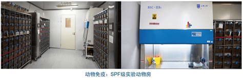 杂交瘤抗体制备 杂交瘤筛选 杂交瘤研发服务 美迪西生物医药