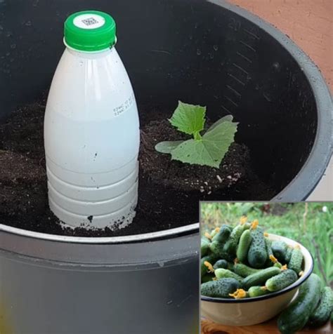 Да отглеждам краставици в кофите на балкона Сега ми се смеете но като видите реколтата ще ми