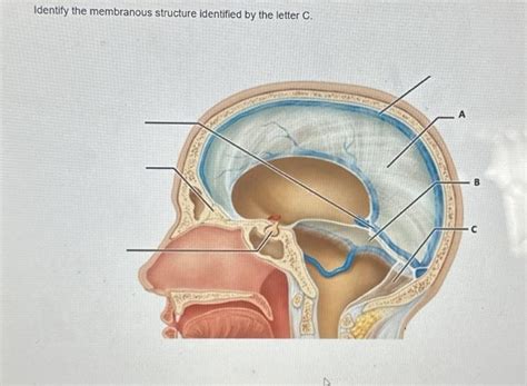solved identify the highlighted structure identify the