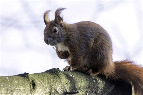 Dog Walker Shocked By Well Hung Squirrel