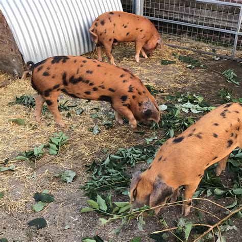 Our Ginger Piglets Have Turned 16 Surrey Docks Farm