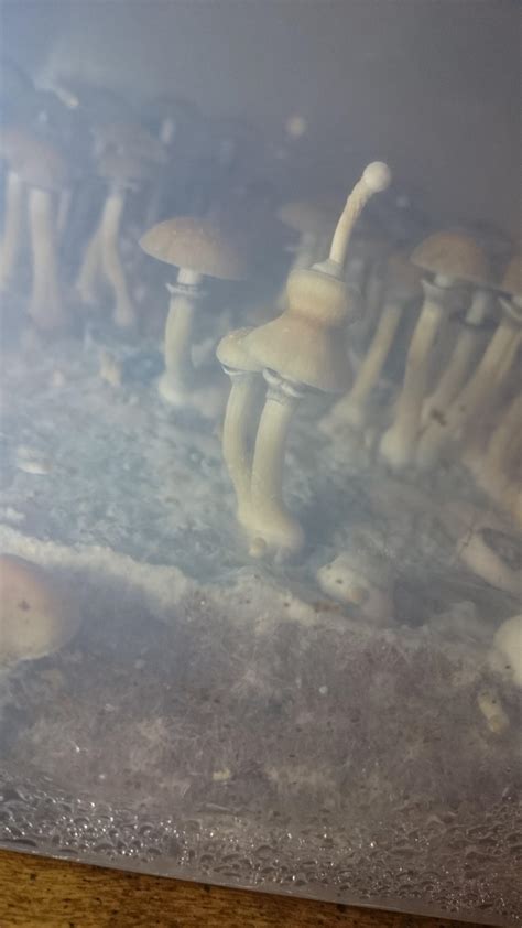 [actives] My First Mutation 😁 R Mushroomgrowers