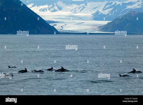 Pacific White Sided Dolphin In Front Of Bear Glacier Kenai Fjords