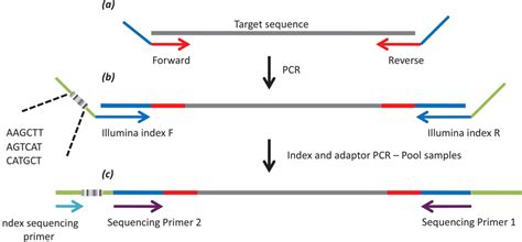 Overview Of The Genotyping Assay The Grey Bar Represents The Targeted Download Scientific