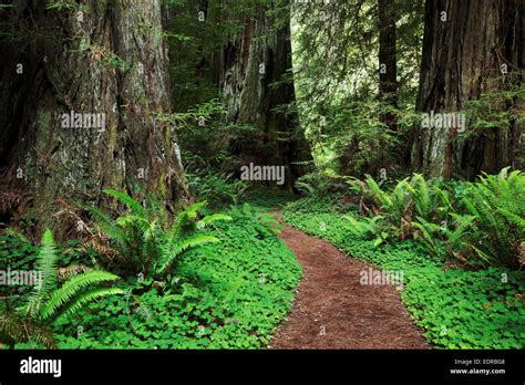 Forest Humboldt County