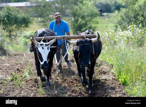 Picture Of A Yoke For Oxen At John Buck Blog
