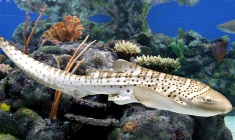 Zebra Shark Ocean Treasures Memorial Library