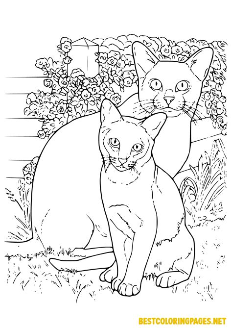 Раскраски котики настоящие