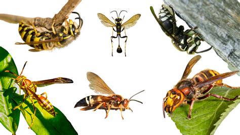 What Are The Different Types Of Wasps Moxie Pest Control