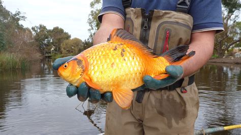Large Types Of Goldfish