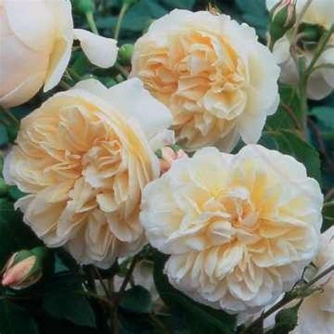R Lichfield Angel Otto And Sons Nursery