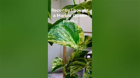 Propagation Time ️🪴 Youtube