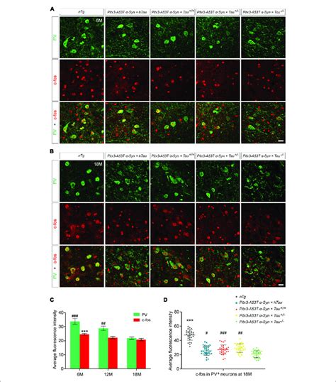 Decreased Expression Of C Fos In The Parvalbumin Positive Pv