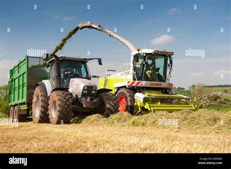 Claas Jaguar 850 Self Propelled Forager Chopping Grass And Loading Trailers For Silage To Be
