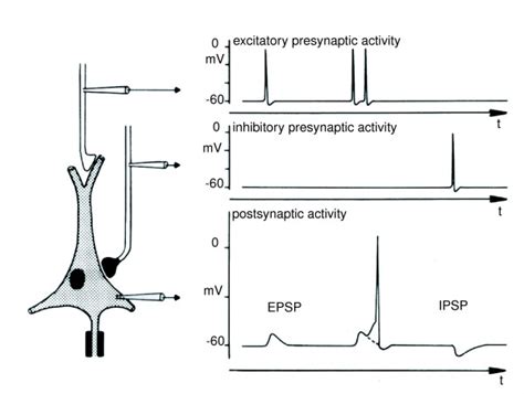 Excitatory And Inhibitory Post Synaptic Potentials An Illustration Of