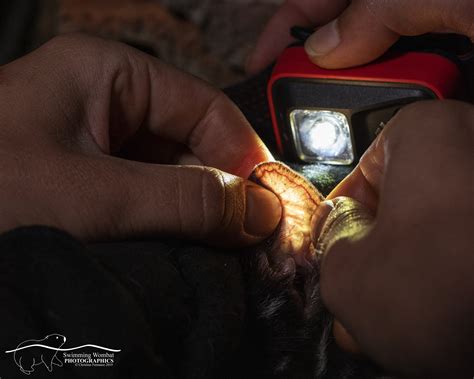 Conservation Genetics — Coexistence Conservation Lab