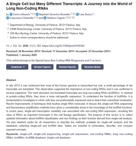 A Single Cell But Many Different Transcripts A Journey Into The World Of Long Non Coding Rnas