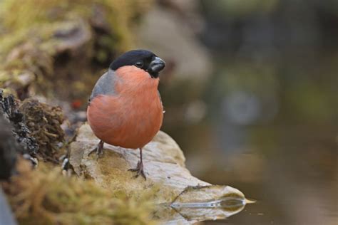 Gimpel (Forum für Naturfotografen)