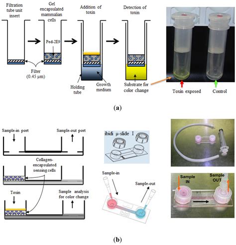 Biotoxin Detection Using Cell Based Sensors